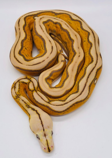 Mochino Motley Tiger Reticulated Python by Jim's House Of Retics