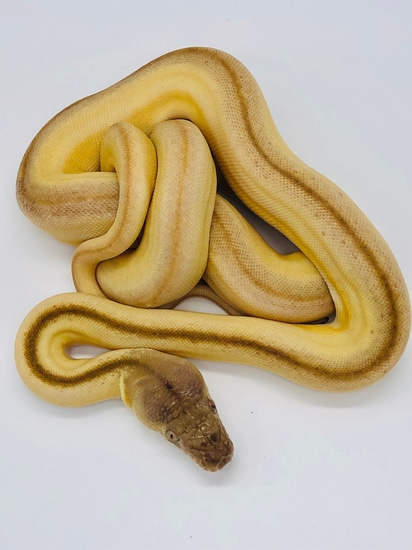Sunfire Platty Titanium Supertiger Het Albino Reticulated Python by Jim ...