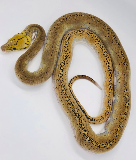 Pied Het Albino Reticulated Python by Jim's House Of Retics
