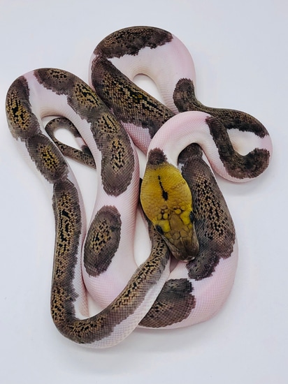 37.5 Kalatoa SD Female Tiger Pied 100% Het Albino 50% Het Anery ...