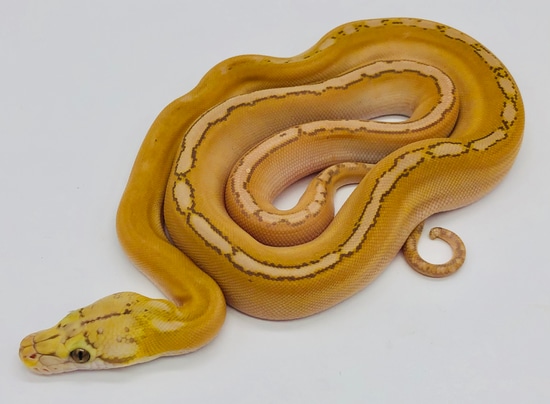 Platinum Phantom Motley Mochino Reticulated Python by Jim's House Of Retics