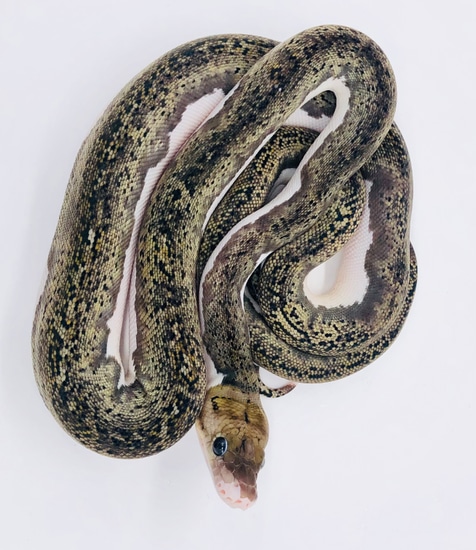 2022 Female 37.5% Kalatoa Pied Het Albino Poss Het Anery Reticulated ...