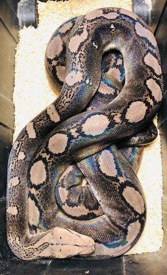 Motley Het Albino Reticulated Python by Jim's House Of Retics
