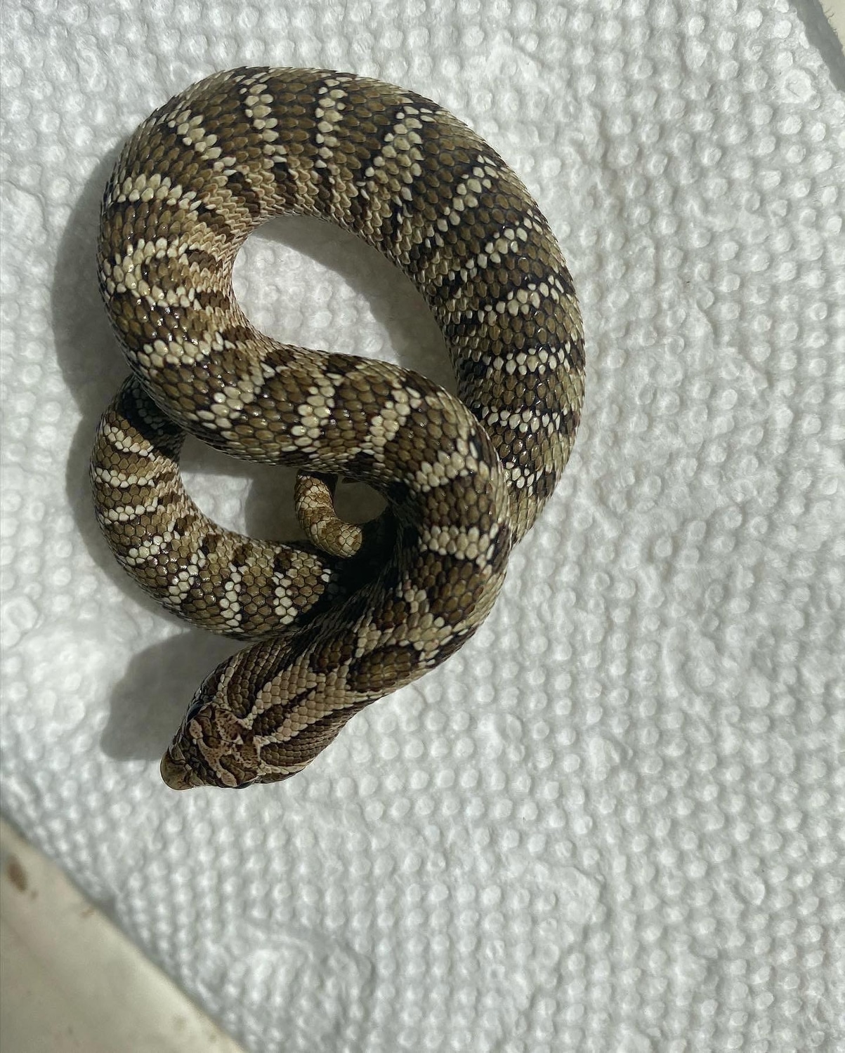 Normal 100%het Sable Western Hognose by Motor City Hogs - MorphMarket