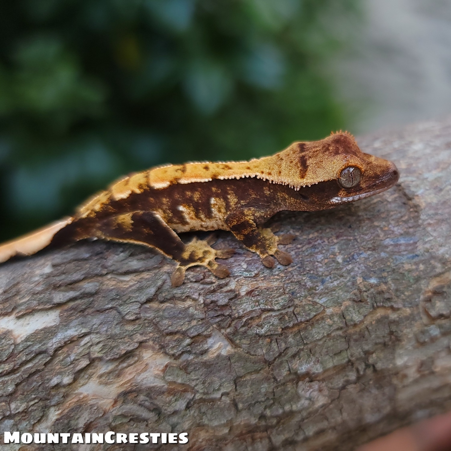 Taco Crested Gecko by MountainCresties - MorphMarket