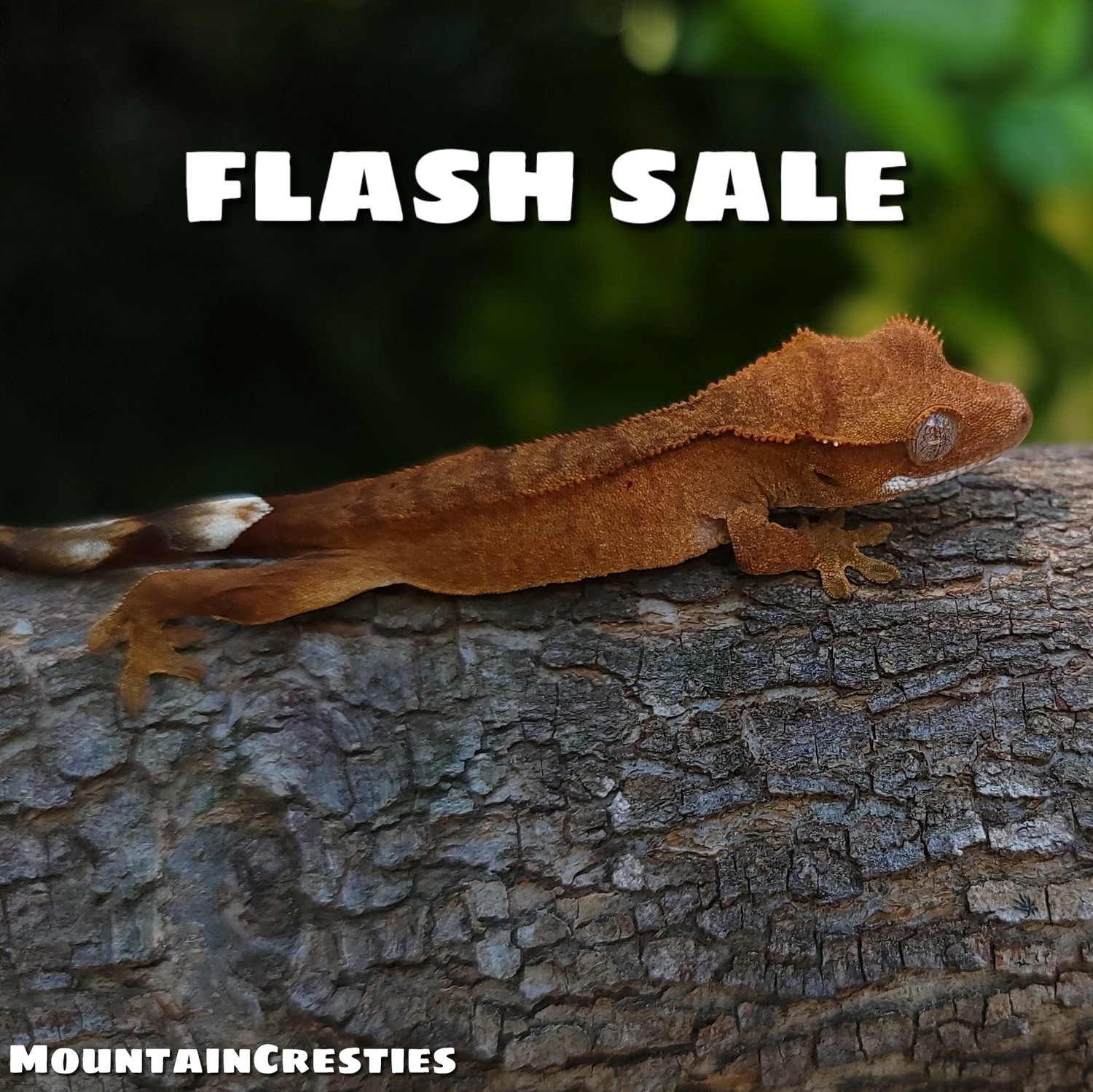 FLASH SALE (Mango) Crested Gecko by MountainCresties - MorphMarket