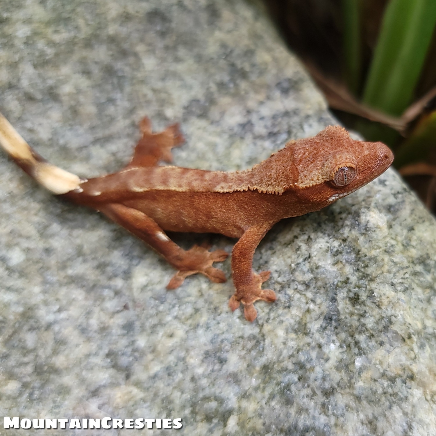 FLASH SALE!! (Honey) Crested Gecko by MountainCresties - MorphMarket