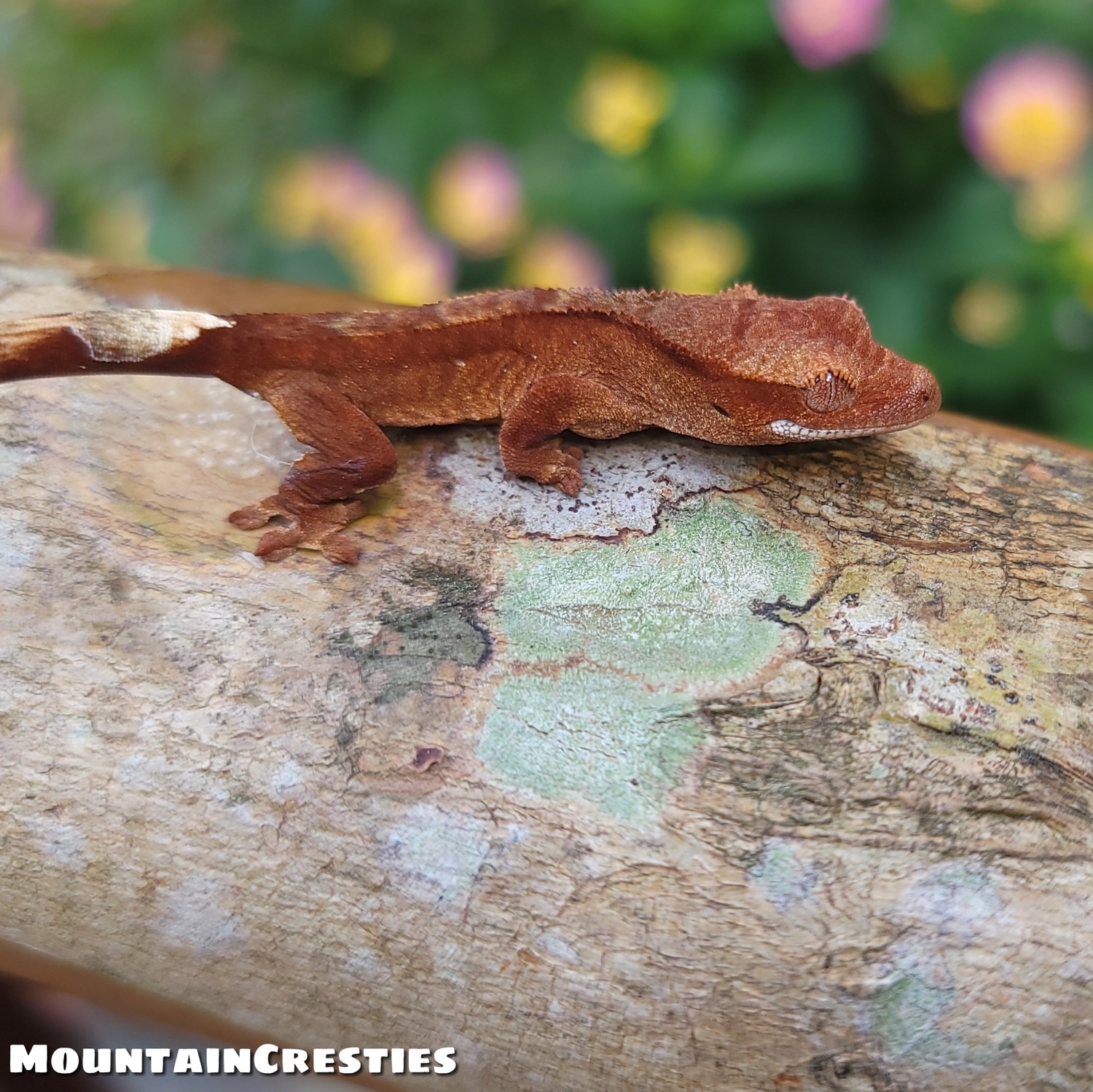 BOGO 35% OFF (Apricot) Crested Gecko by MountainCresties - MorphMarket
