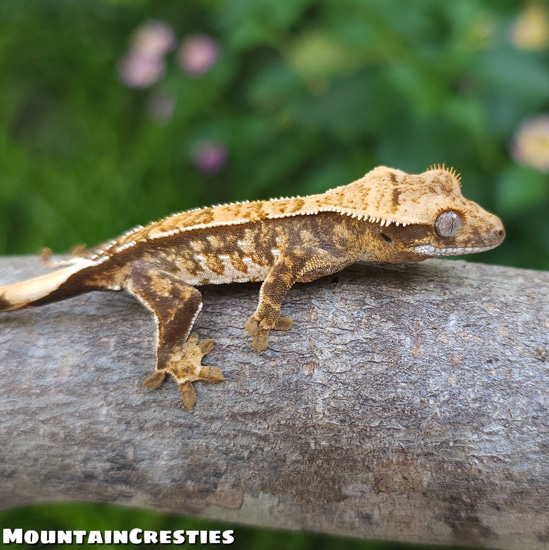 Oreo🍪 Crested Gecko by MountainCresties