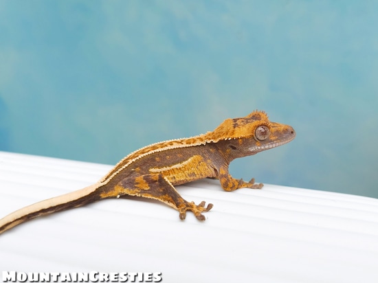 *INCREDIBLE Quadstripe*-Sunflower Crested Gecko by MountainCresties