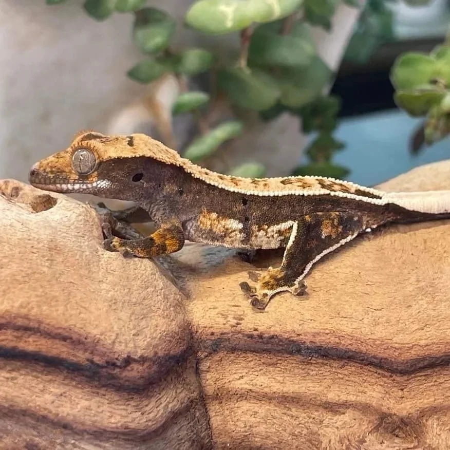 Juvi Full Pin Tri-Color Harlequin ACX5.1 Crested Gecko by Mountain Geckos and Exotics - MorphMarket