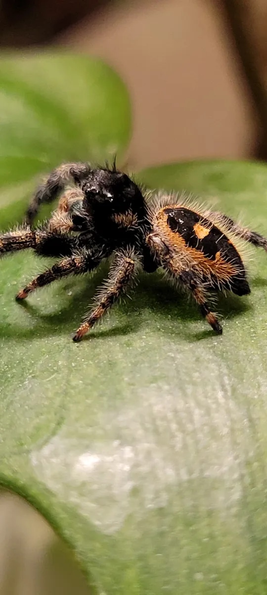 Phidippus Audax Bryantae Male True Spider by Mountain Geckos and ...