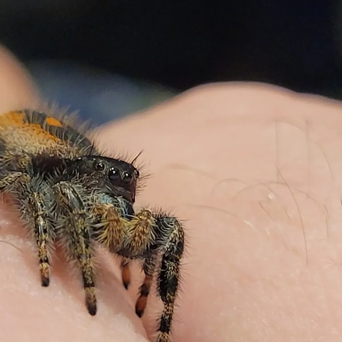 Phidippus Audax Bryantae True Spider by Mountain Geckos and Exotics ...