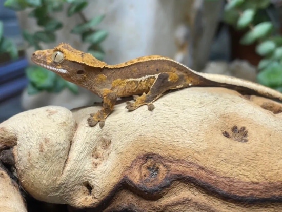 Bubblegum Tangerine Pos Quad Stripe Crested Gecko by Mountain Geckos and Exotics LLC