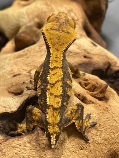 Extreme Harlequin Crested Gecko by Mountain Geckos and Exotics LLC