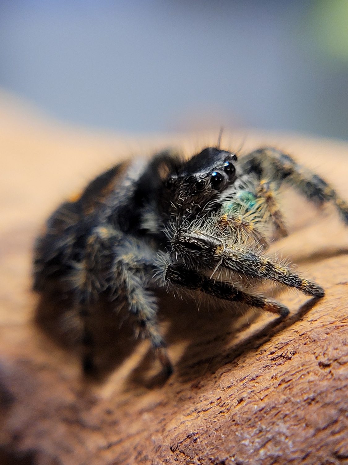 Phidippus Audax True Spider by Mountain Geckos and Exotics - MorphMarket