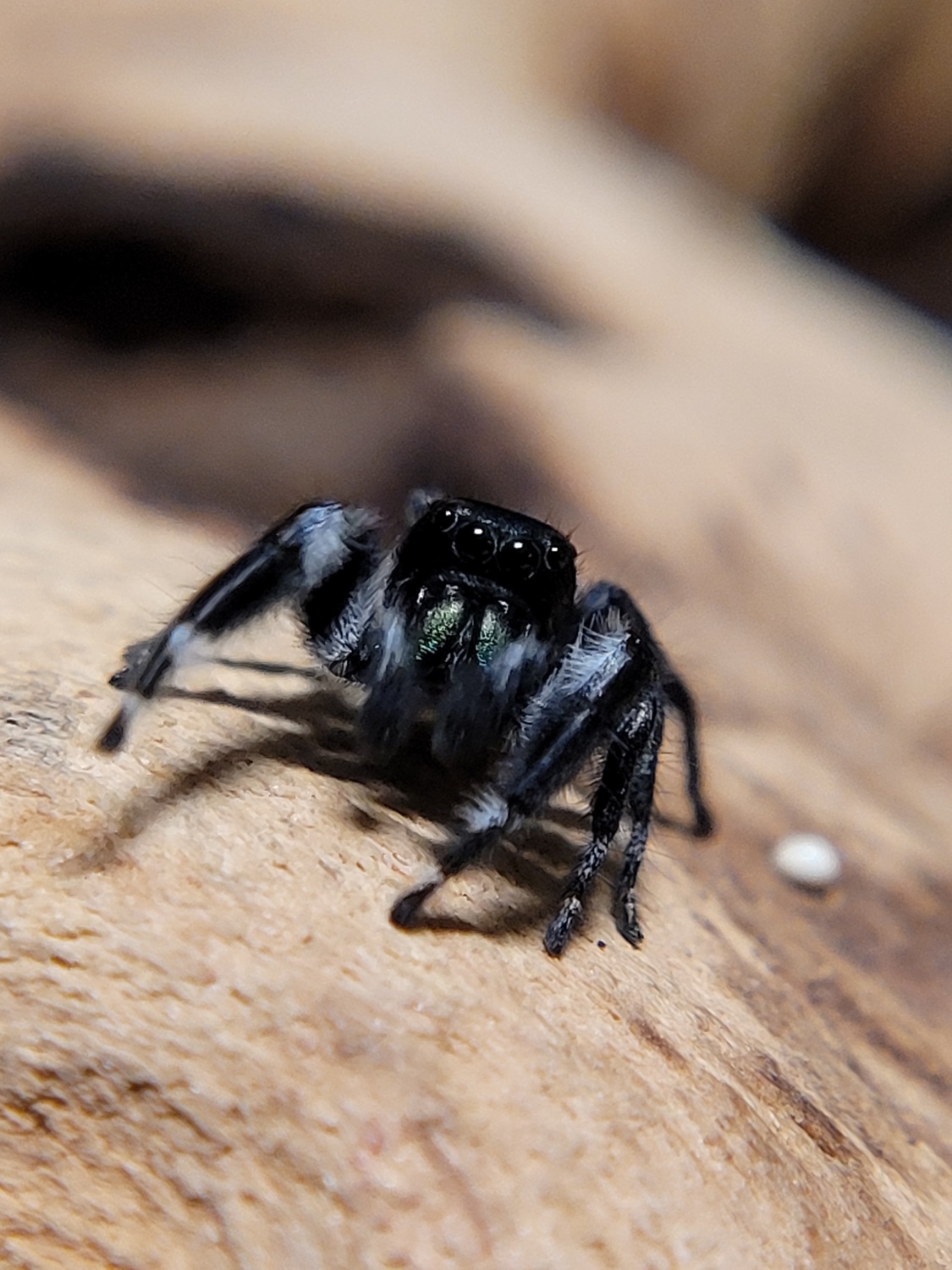 Phidippus Carneus True Spider by Mountain Geckos and Exotics - MorphMarket