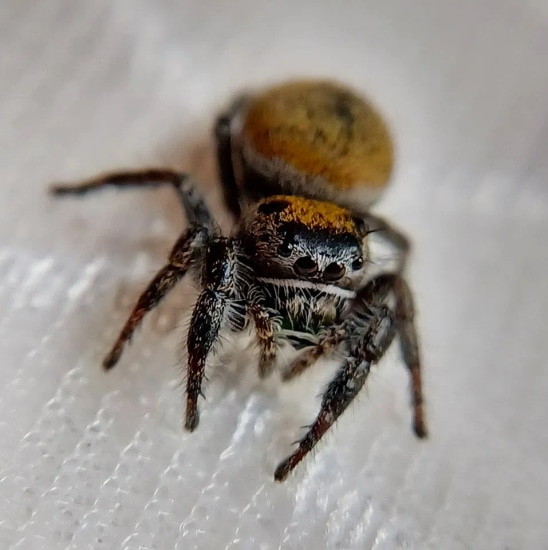 Phidippus Morpheus Juvi Jumping Spider by Mountain Geckos and Exotics LLC