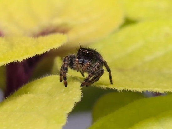Juvie Bryantae Audax Jumping Spider by Mountain Geckos and Exotics LLC