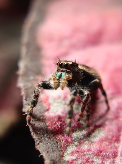 Bryantae Audax Jumping Spider by Mountain Geckos and Exotics LLC