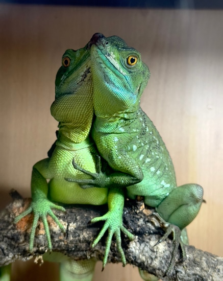 Breeding Group 1.4 Green Plumbed Basilisk More Lizard by Teeth and Tail ...