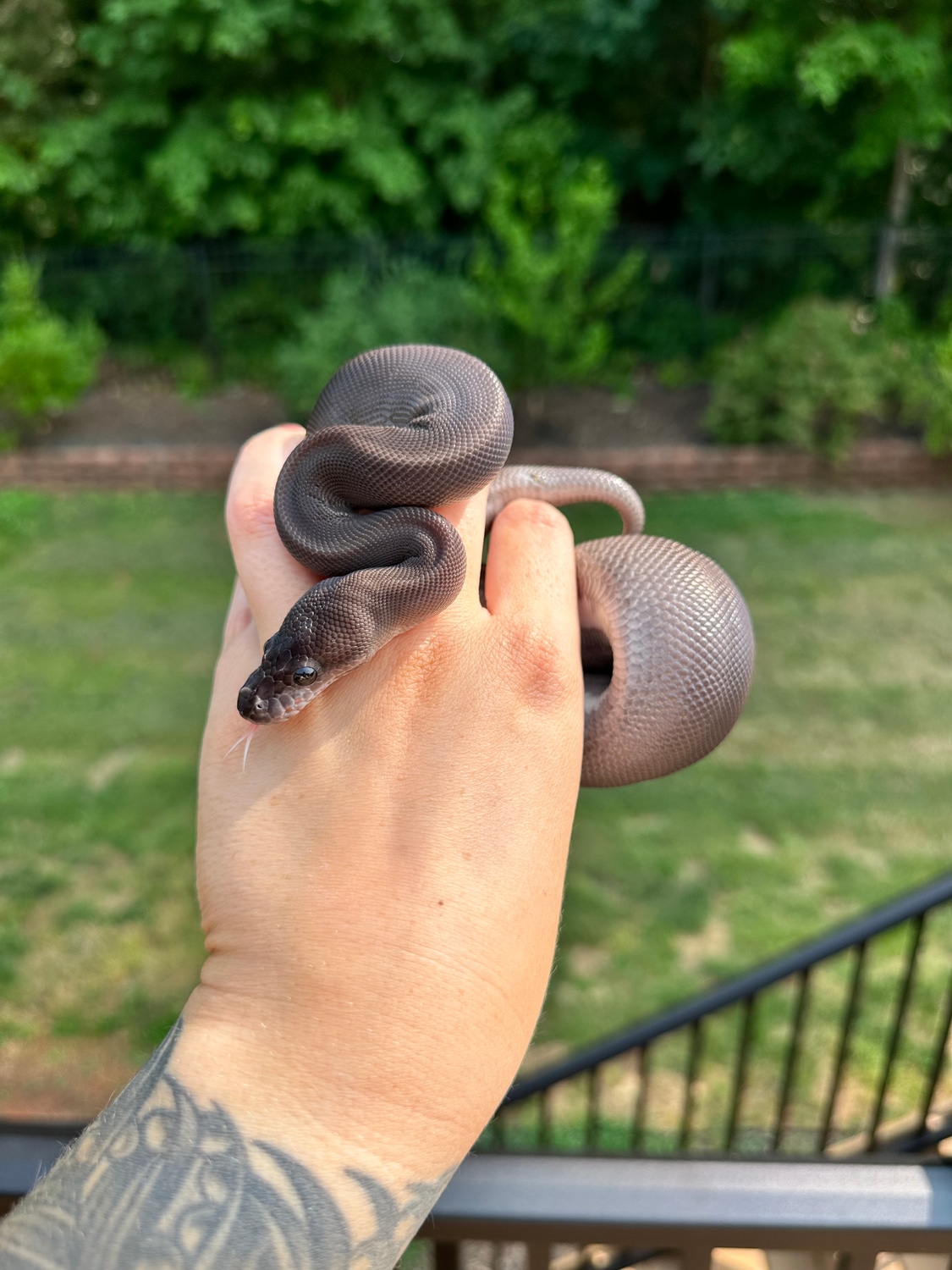 Super Black Pastel Het Pied Ball Python by Mountainside Pythons - MorphMarket