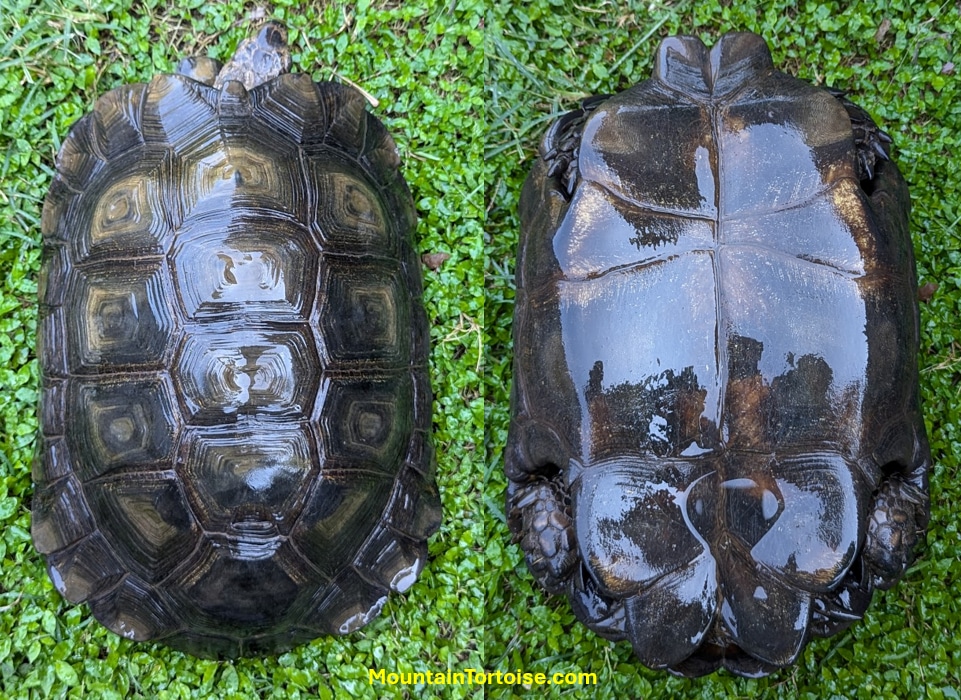 MountainTortoise.com's Collection - MorphMarket