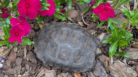 6" Northern Black Mountain Tortoise CB22MEP-TX Asian Brown Tortoise by ...