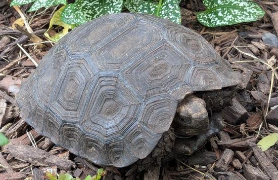 6.25" Northern Black Mountain Tortoise CB22MEP-TX Asian Brown Tortoise ...