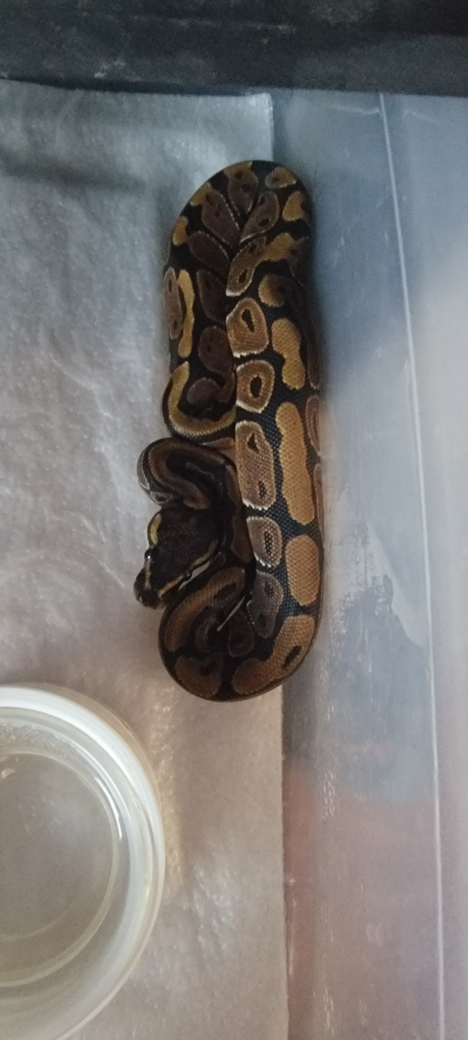 Normal Ball Python by A's Awesome Pythons - MorphMarket