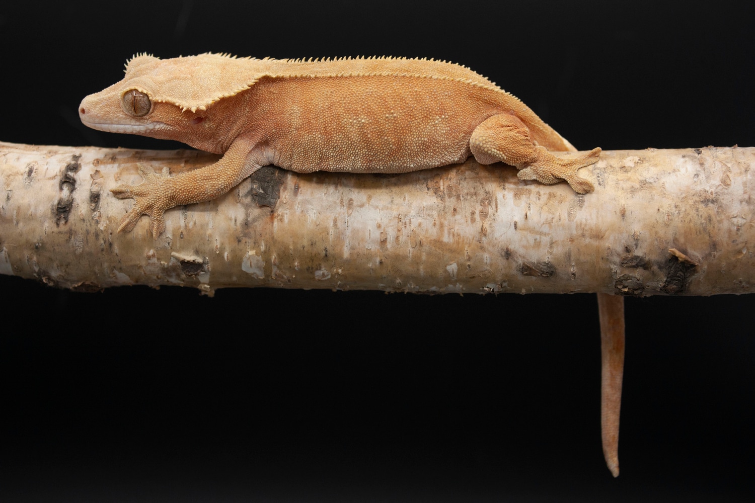 Red Bicolor Crested Gecko by Moxie Exotics - MorphMarket