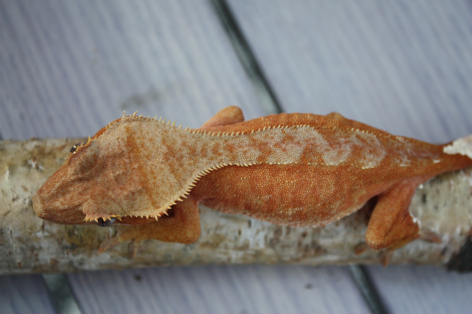 Fall Sale: Red Bicolor Crested Gecko by Moxie Exotics - MorphMarket