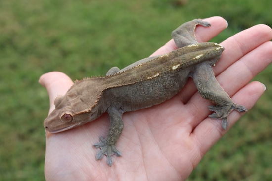 RTB Cap Crested Gecko by Moxie Exotics