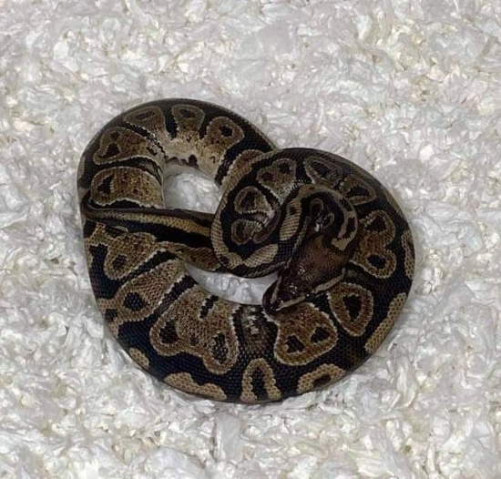 Grim Het Hypo Ball Python by Python in a Pear Tree