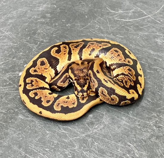 Grim Spotnose Ball Python by Python in a Pear Tree