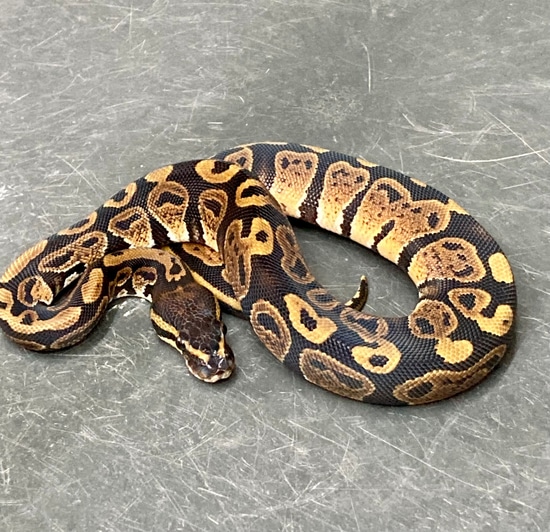 Grim Ball Python by Python in a Pear Tree