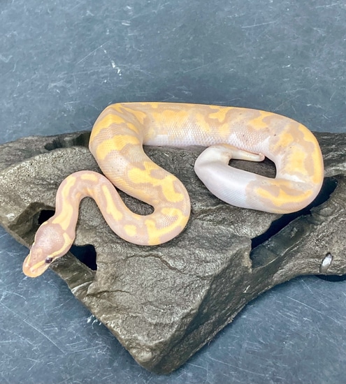 Pastel Yellowbelly Banana Piebald Ball Python by Python in a Pear Tree