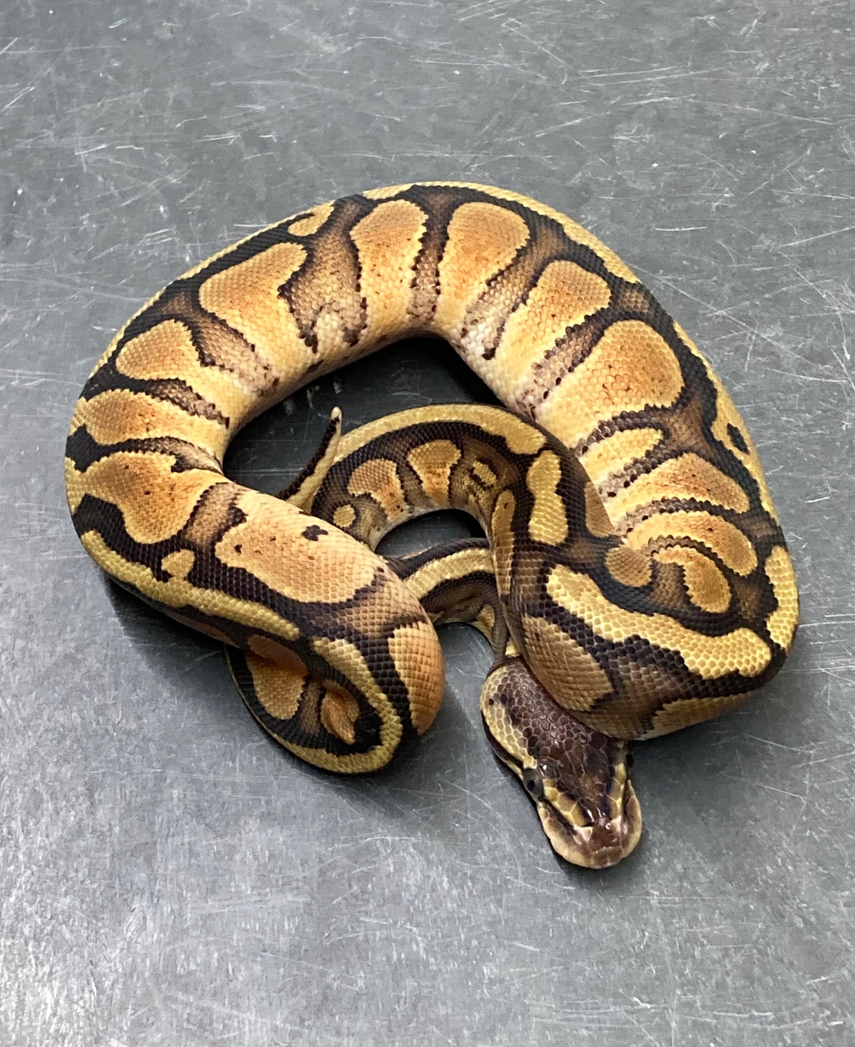 Pastel Red Stripe Ball Python by Python in a Pear Tree - MorphMarket
