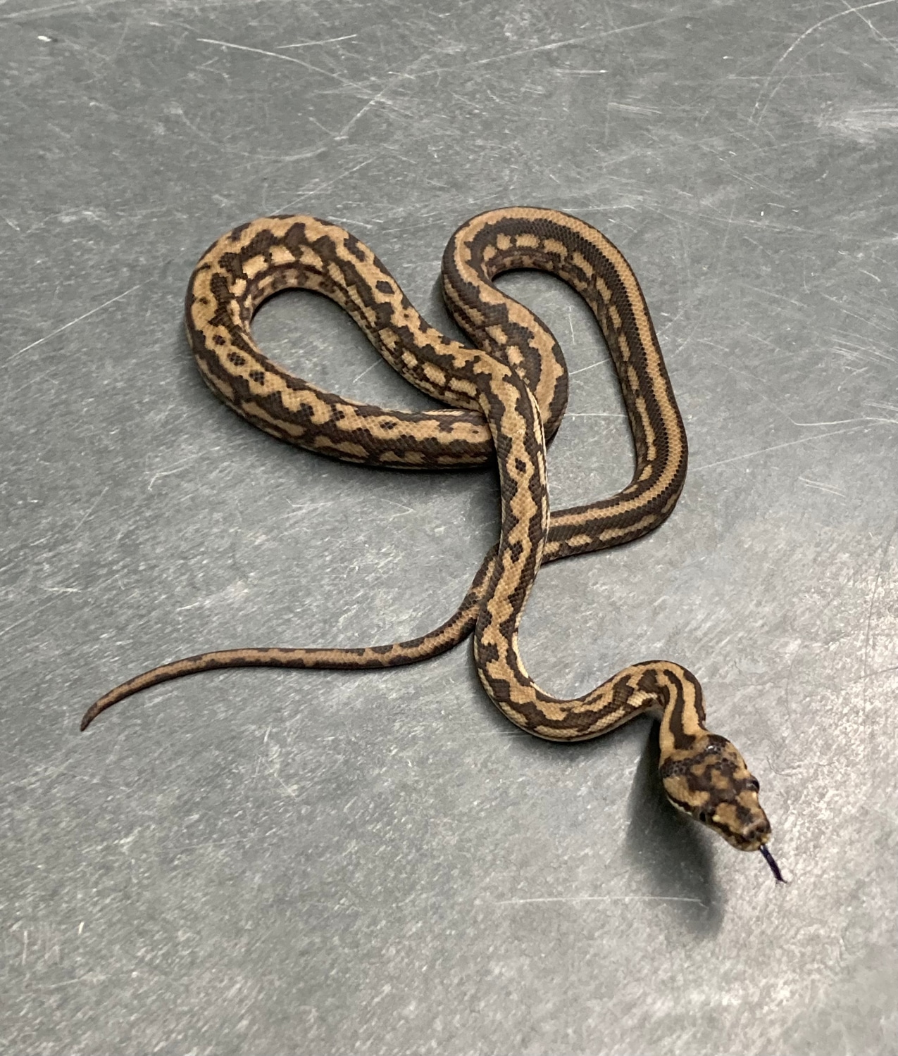 Red Coastal Coastal Carpet Python by Python in a Pear Tree - MorphMarket