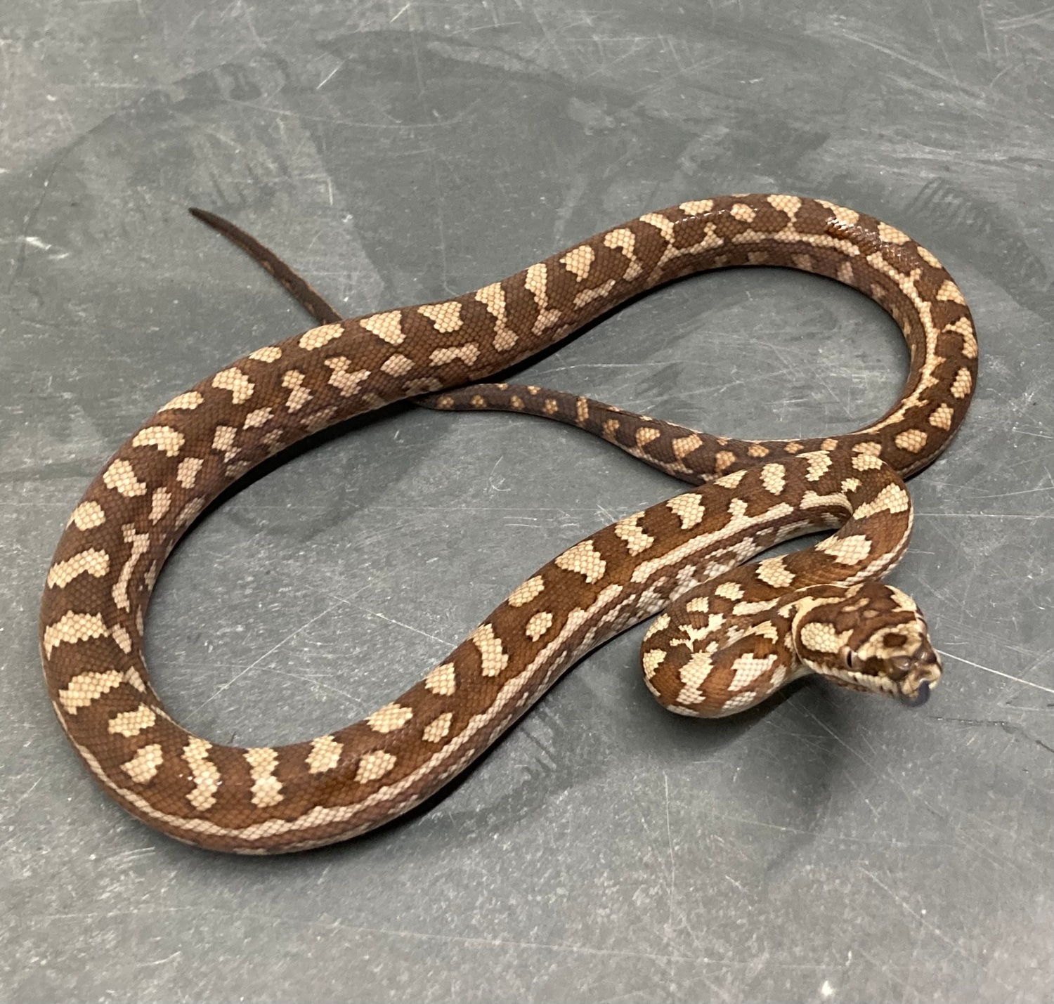 Caramel Het Axanthic Coastal Carpet Python by Python in a Pear Tree ...