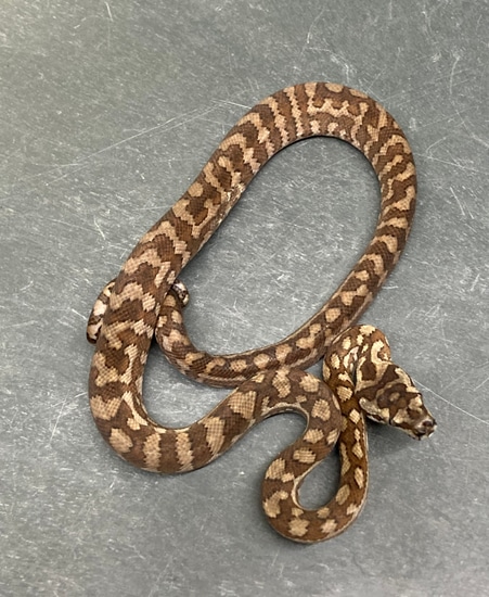 Caramel Het Axanthic Coastal Carpet Python by Python in a Pear Tree