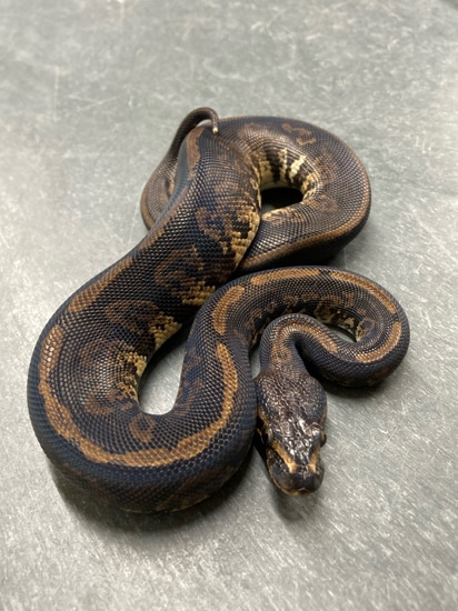 Grim Reaper Ball Python by Python in a Pear Tree