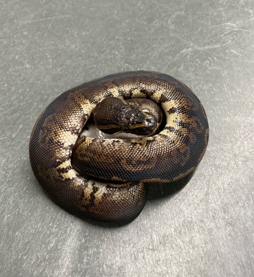 Grim Reaper Ball Python by Python in a Pear Tree