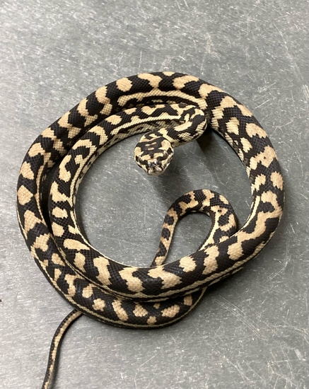 Het Axanthic Coastal Carpet Python by Python in a Pear Tree