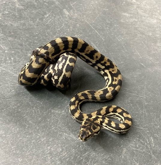 Rockhampton Locality Coastal Carpet Python by Python in a Pear Tree