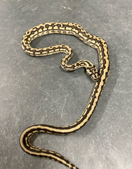 Red Coastal Coastal Carpet Python by Python in a Pear Tree