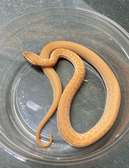 T- Albino House Snake by Python in a Pear Tree