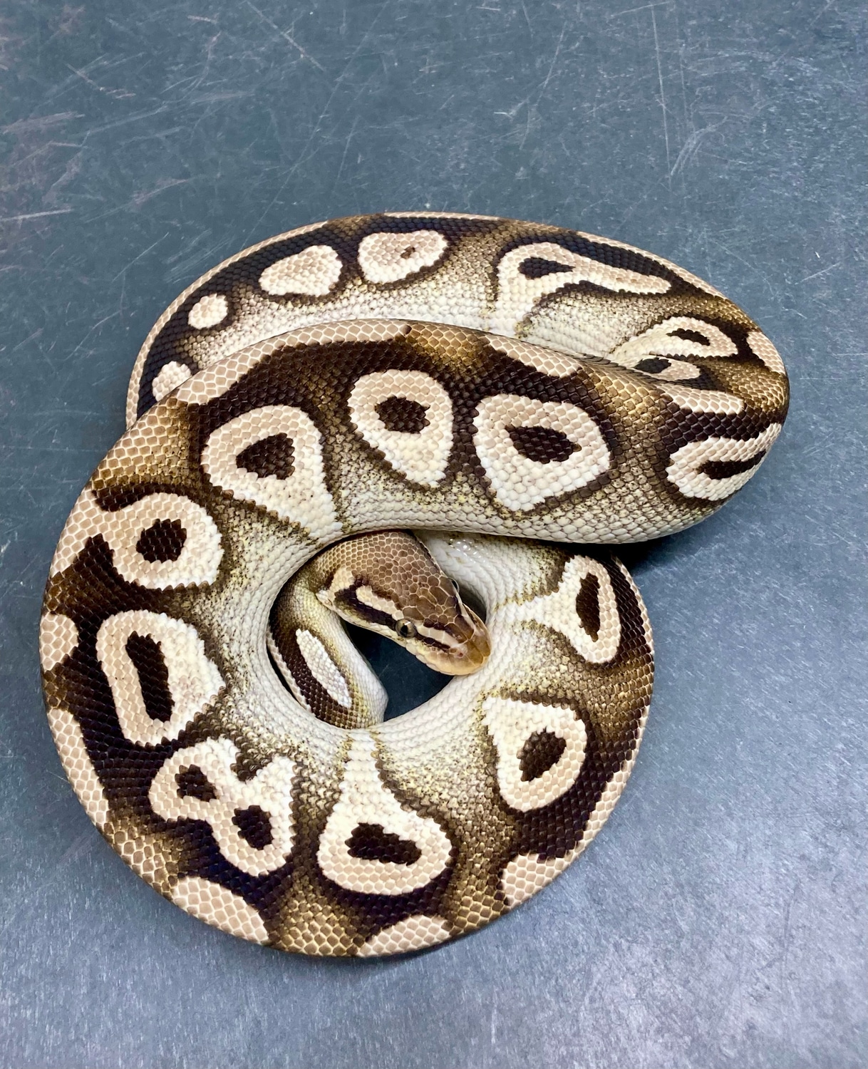 PB Pastave Red Stripe Ball Python by Python in a Pear Tree - MorphMarket