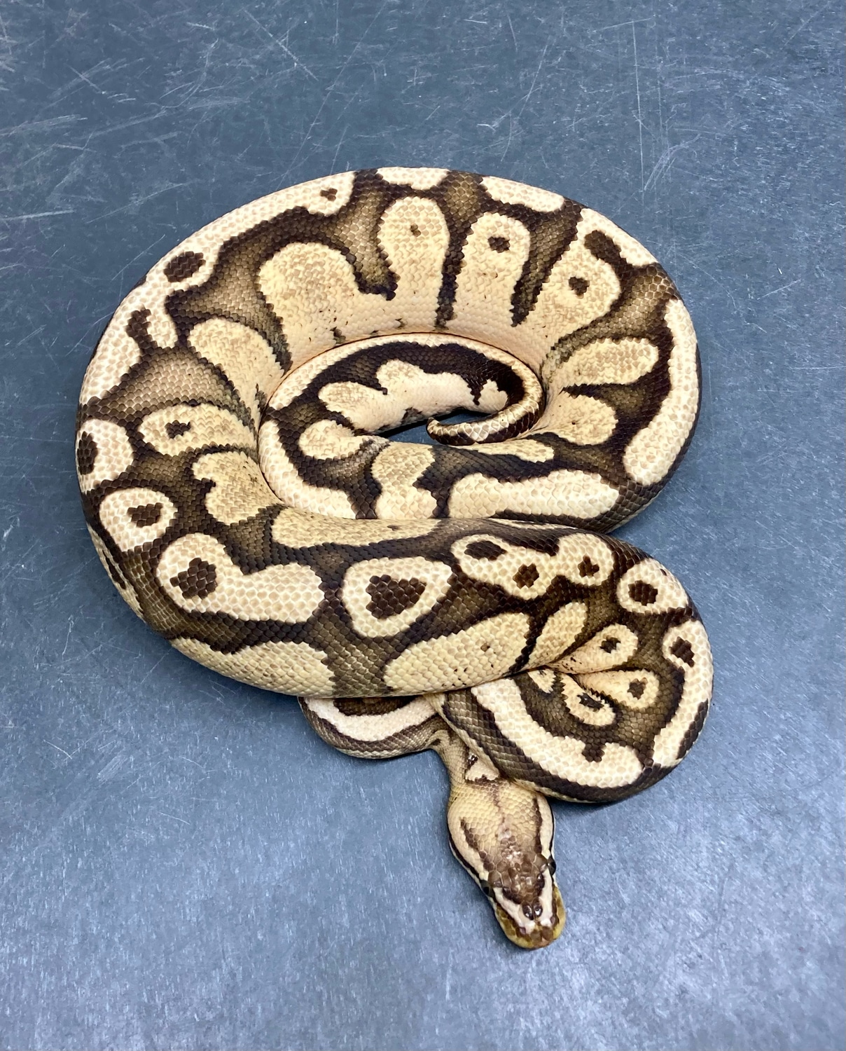 PB Firefly Red Stripe Ball Python by Python in a Pear Tree - MorphMarket