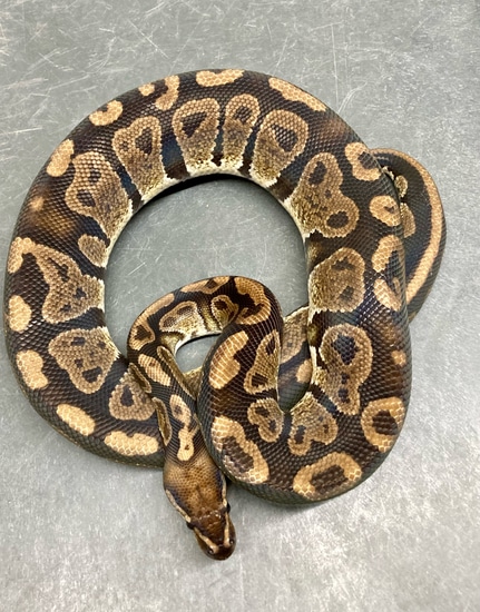 PB Grim Ball Python by Python in a Pear Tree